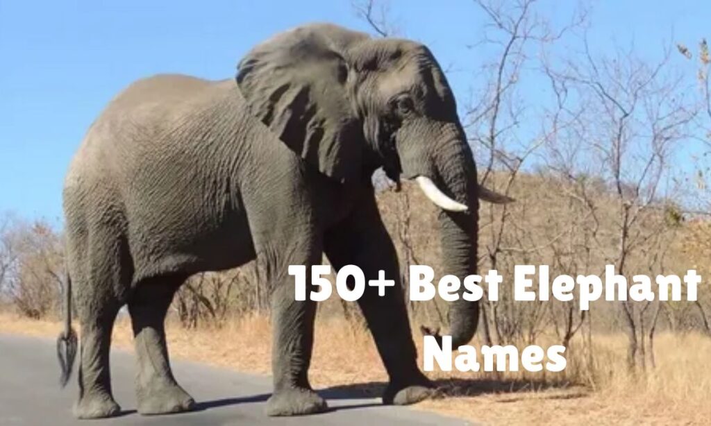 150+ Best Elephant Names with Meanings (Cute, Royal )